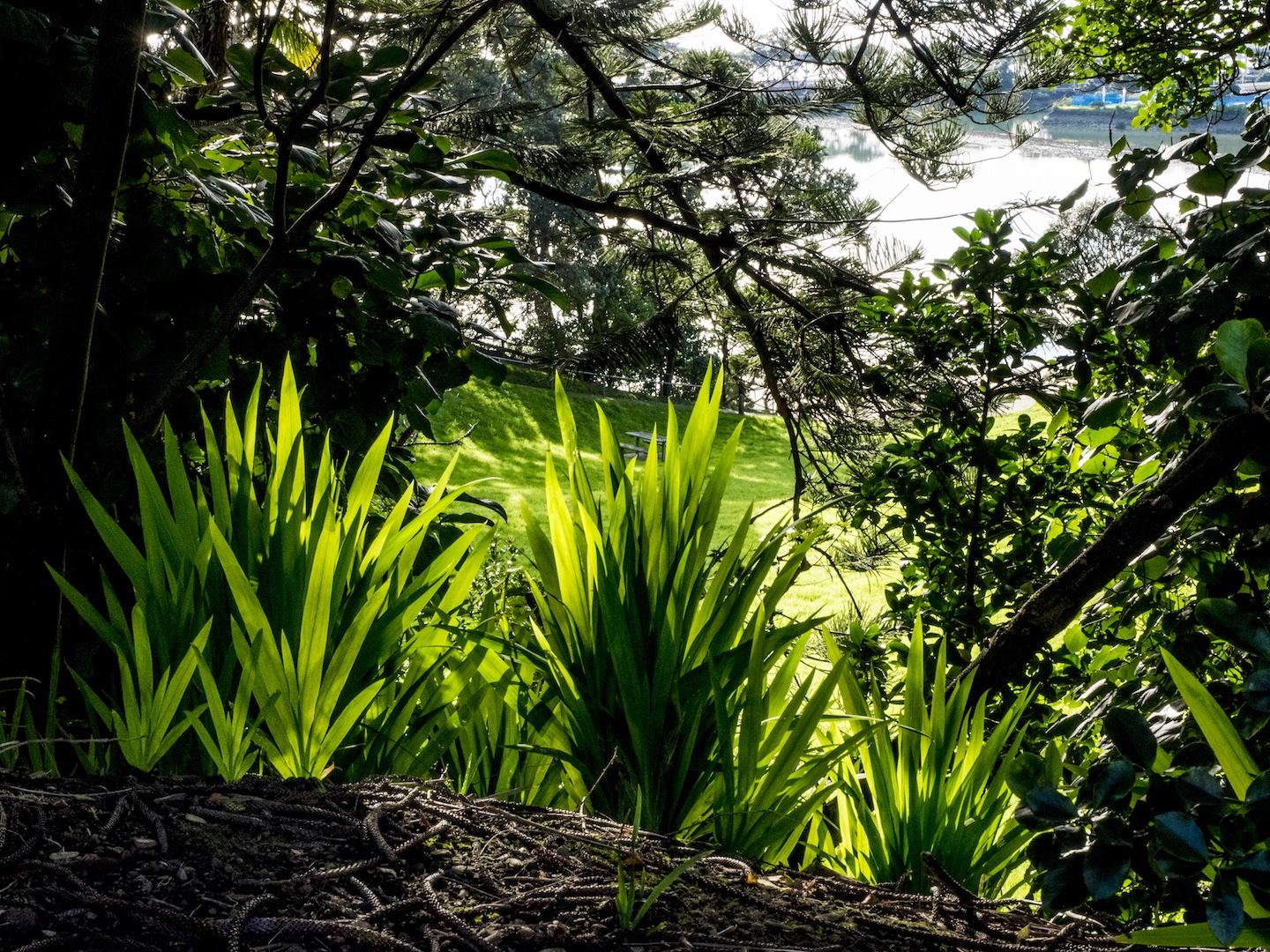 Auckland Greeneries – Aucklife