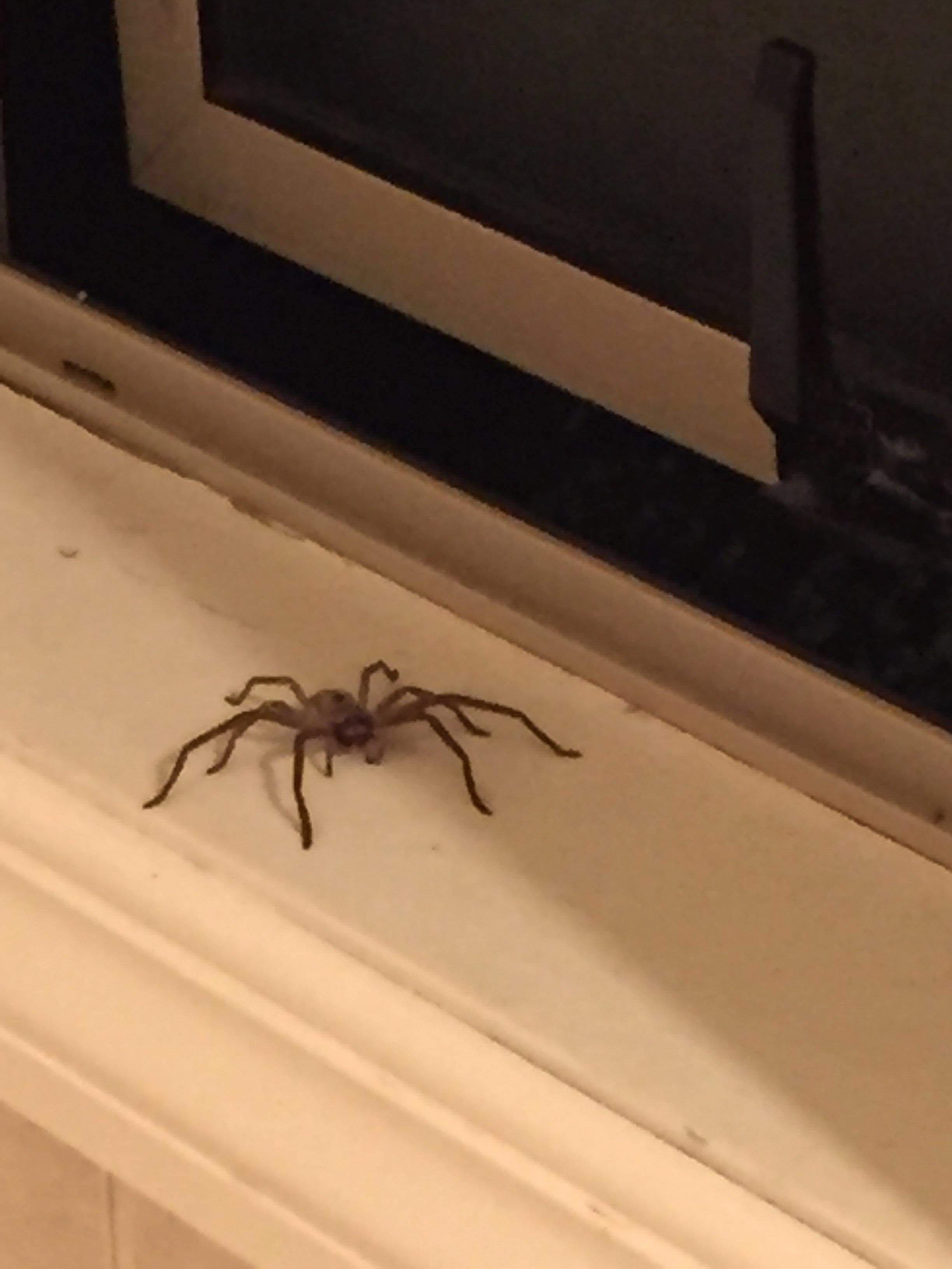 Avondale Spider I Love Avondale “Dale The Spider Is Like A...